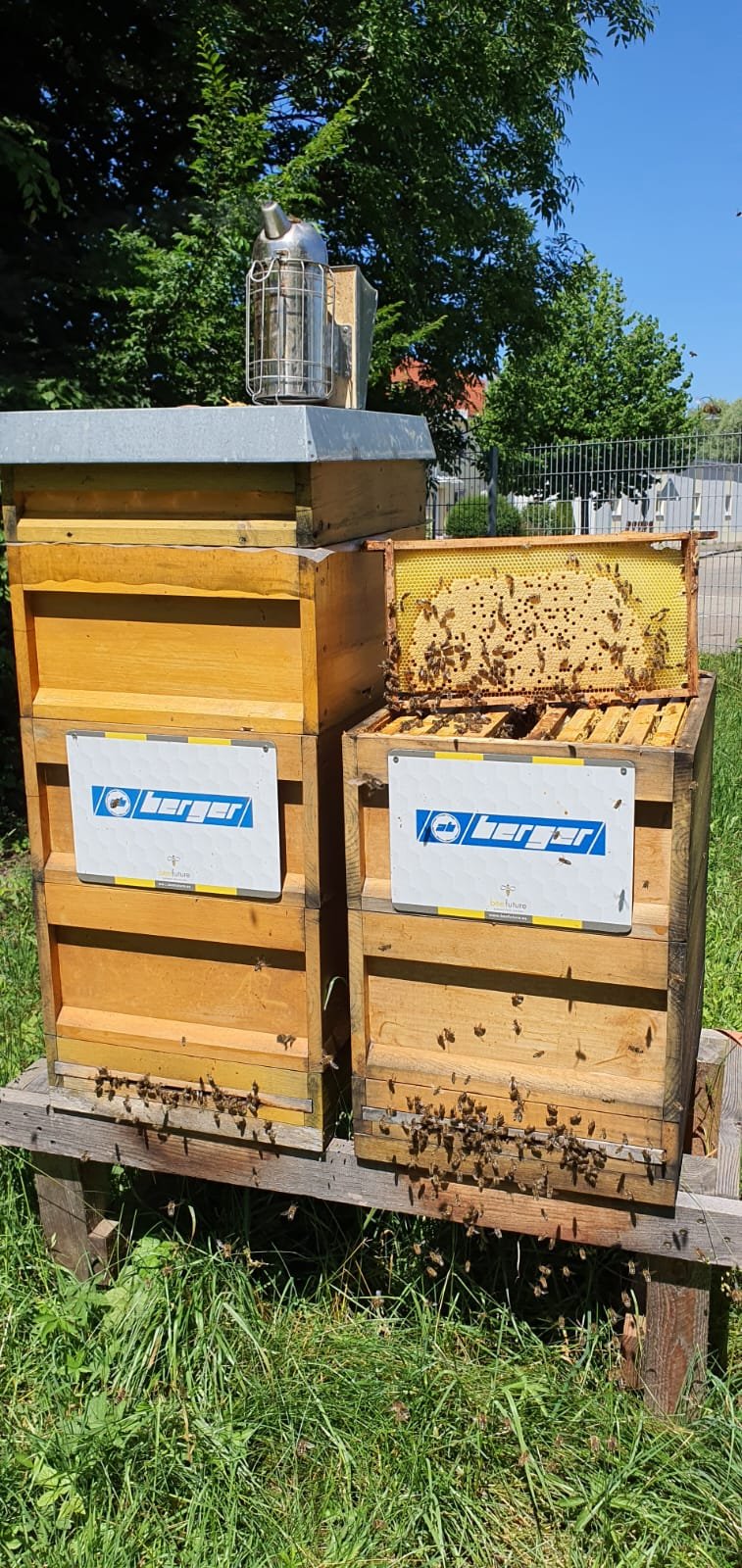 „Bee future“ bei Berger