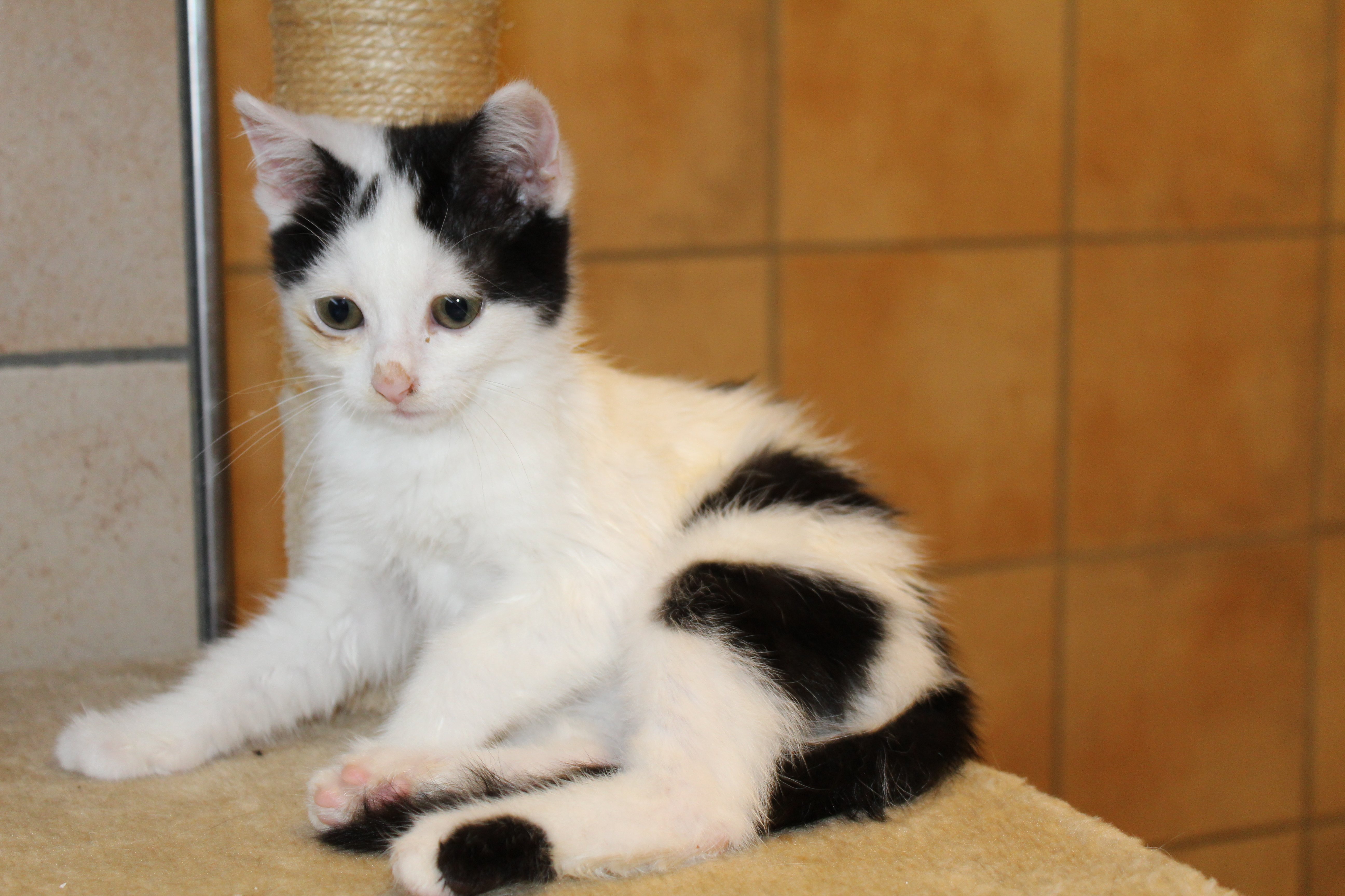 Tag der offenen Tür im Tierheim ...